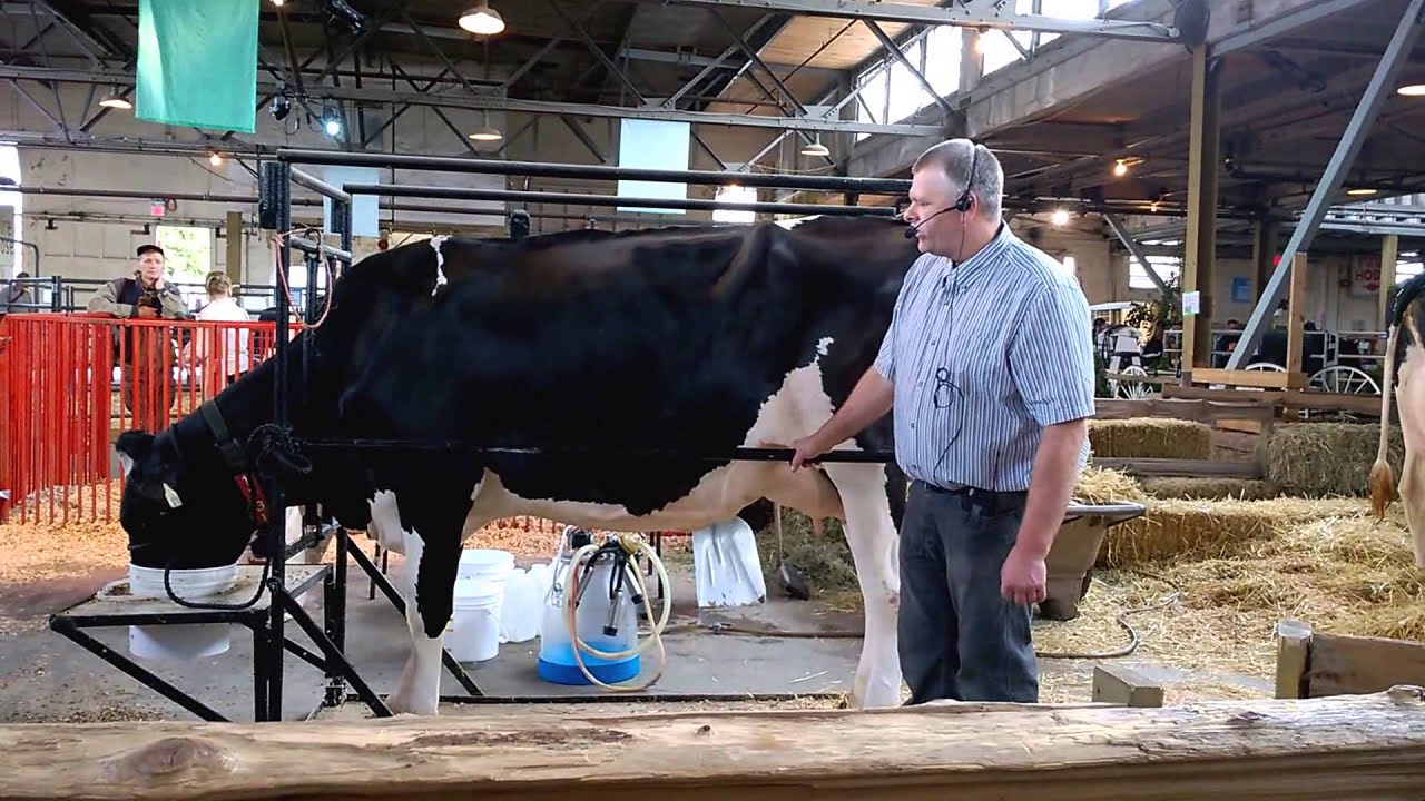 Cow milking demonstration - YouTube