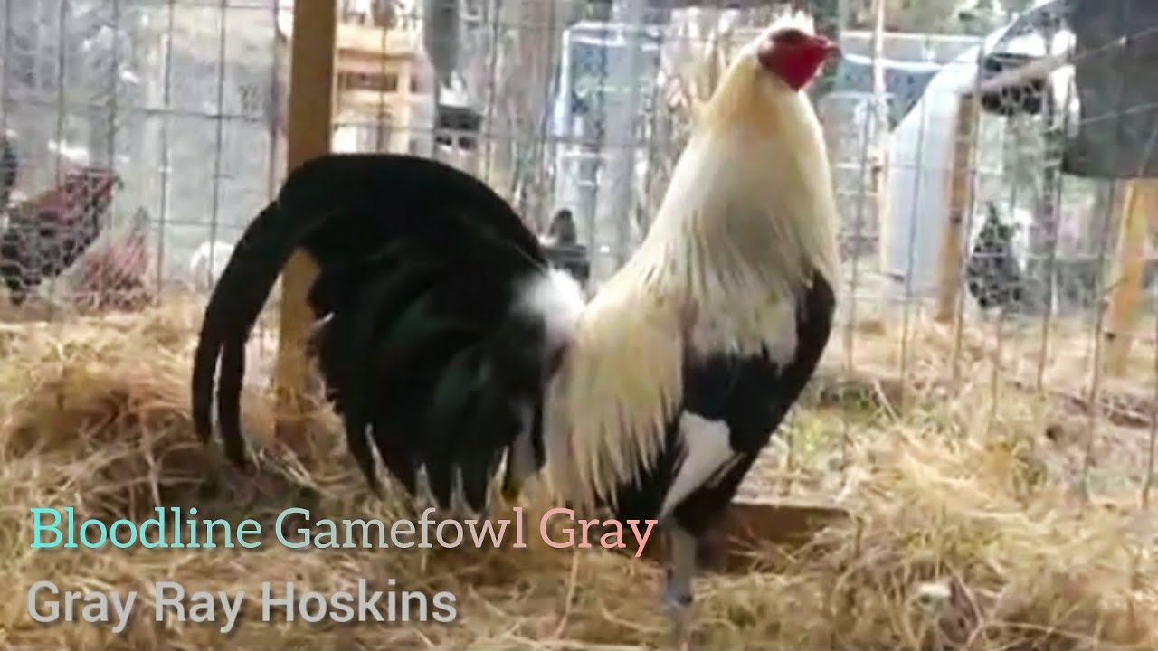 Bloodline Gamefowl# Gray RAY HOSKINS - YouTube