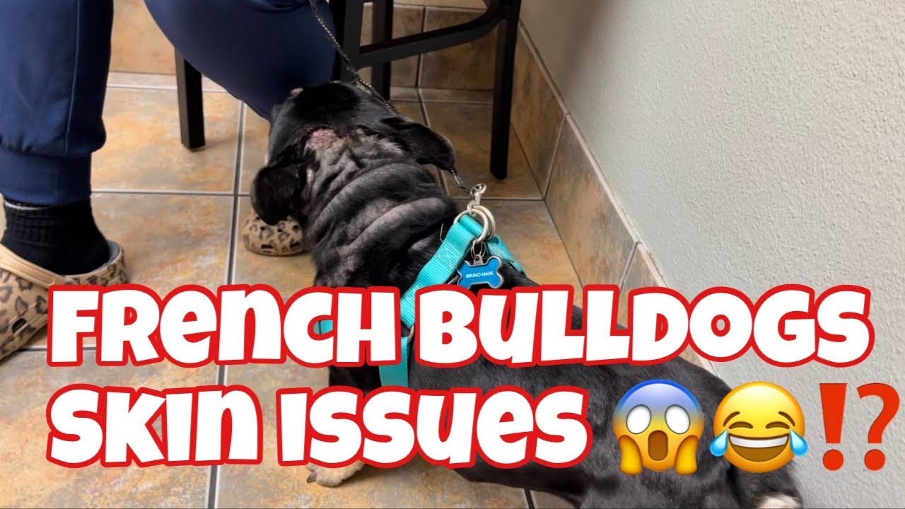 Our Frenchie Has Skin Hair Issues: Expectations Vs reality | Zulunation ...