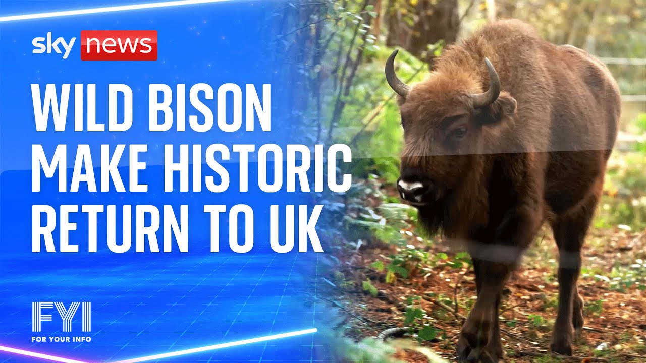 Wild bison make historic return to the UK - YouTube