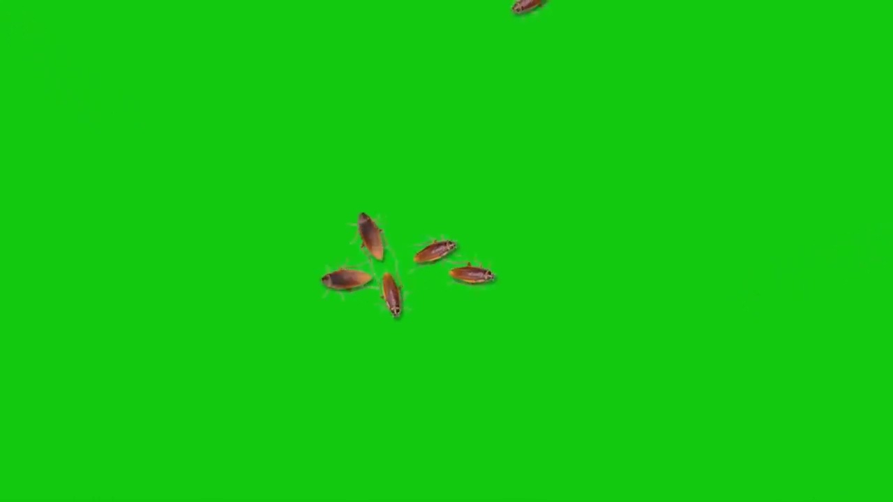 [Green Screen] Cockroaches - YouTube