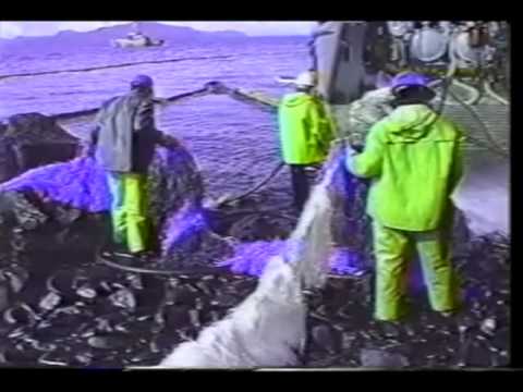Corexit 9580 Dispersant Use in the Exxon Valdez Oil Spill Cleanup 1989 ...