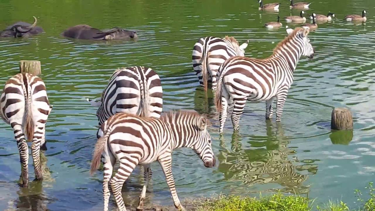 Six Flags Wild Safari - YouTube