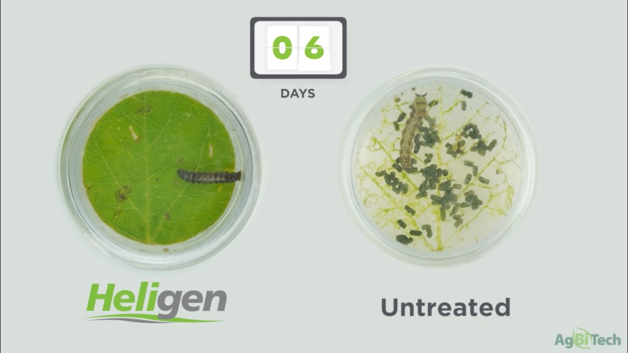 Heligen Baculovirus-based bioinsecticide controlling Corn Earworm - YouTube