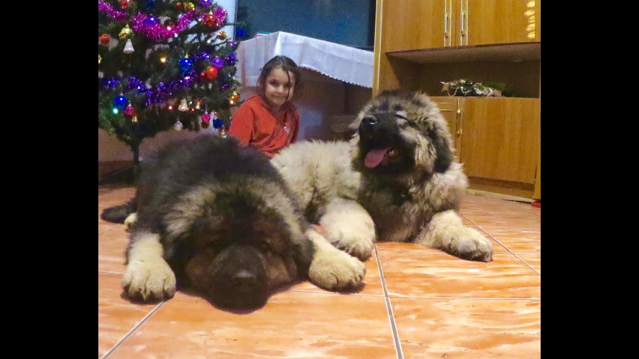 Pup 2,5 months old. Grizli 2 & Garov - YouTube