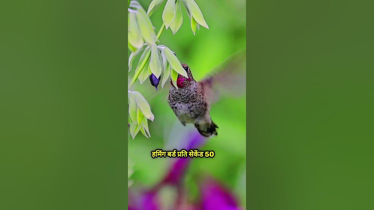 Hummingbird's Hovering Explained || Hindi || #facts #shorts #science # ...