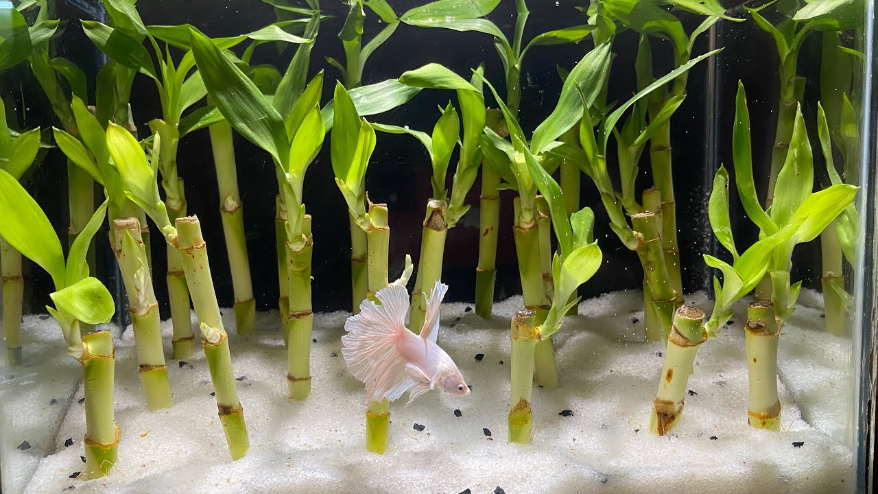 Lucky bamboo | betta fish | Milky white half moon betta | Fighter fish ...