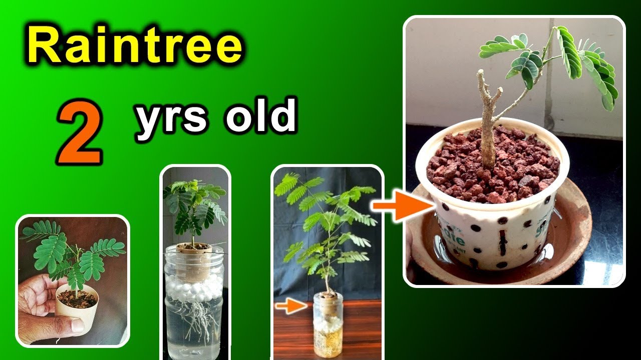 Bonsai Updates - Part 2 - YouTube