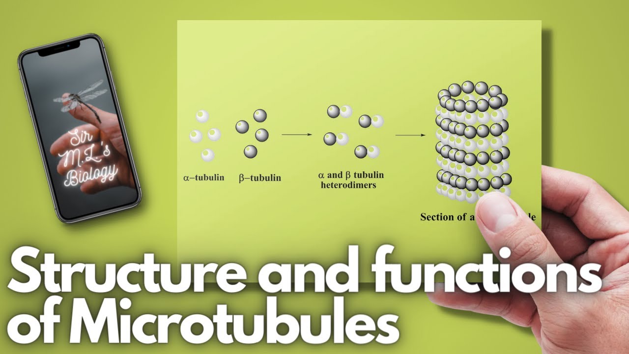 Microtubules: Structure and functions - YouTube