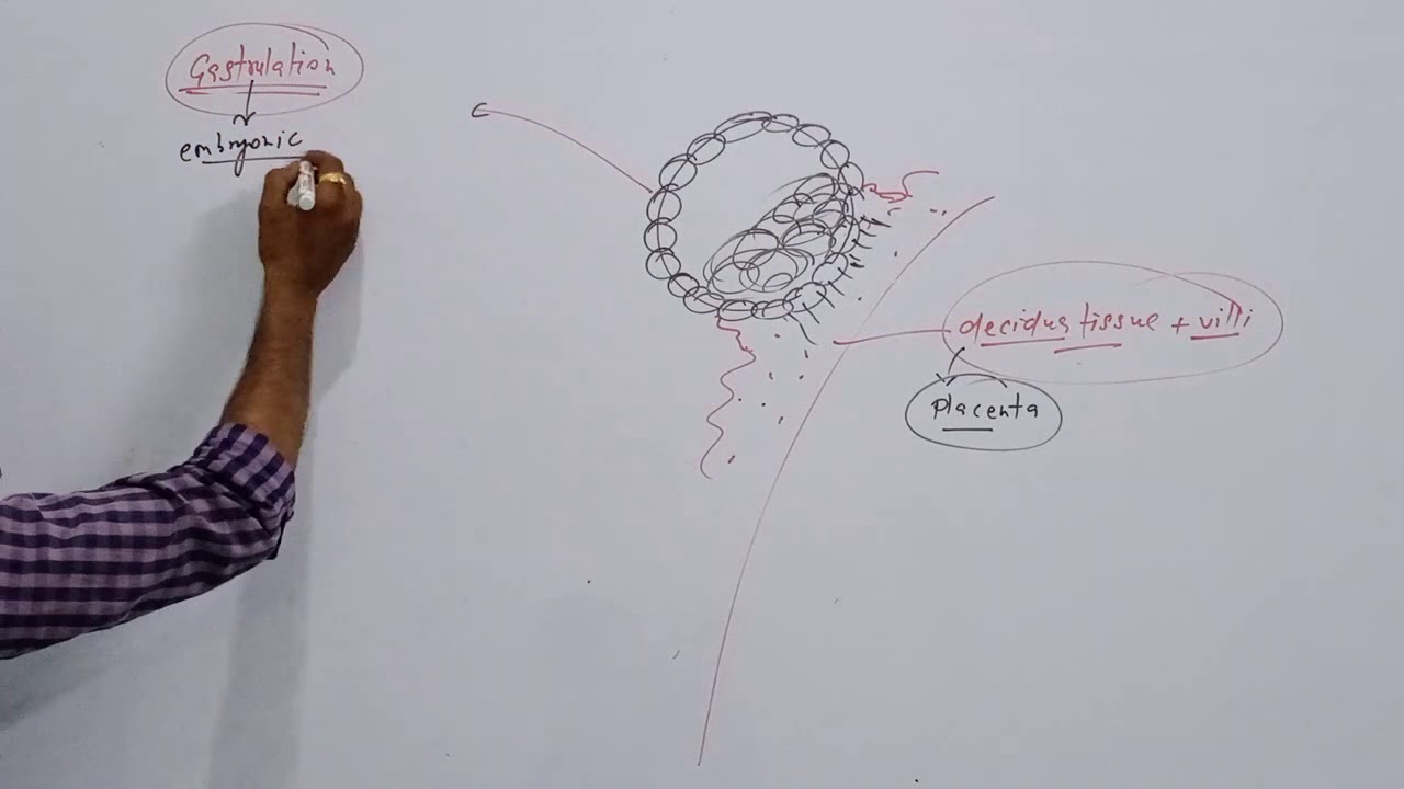 12th Biology | Human Reproduction | Part 8 - YouTube