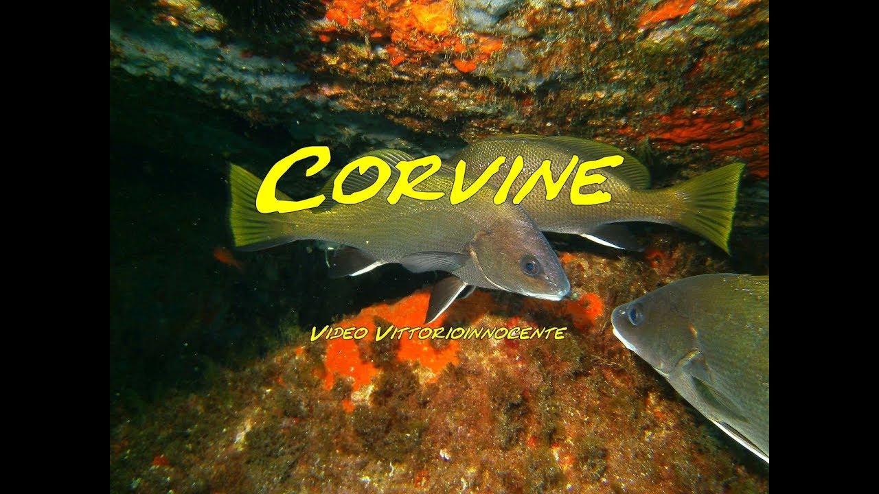 Corvine nel mar Ligure - YouTube