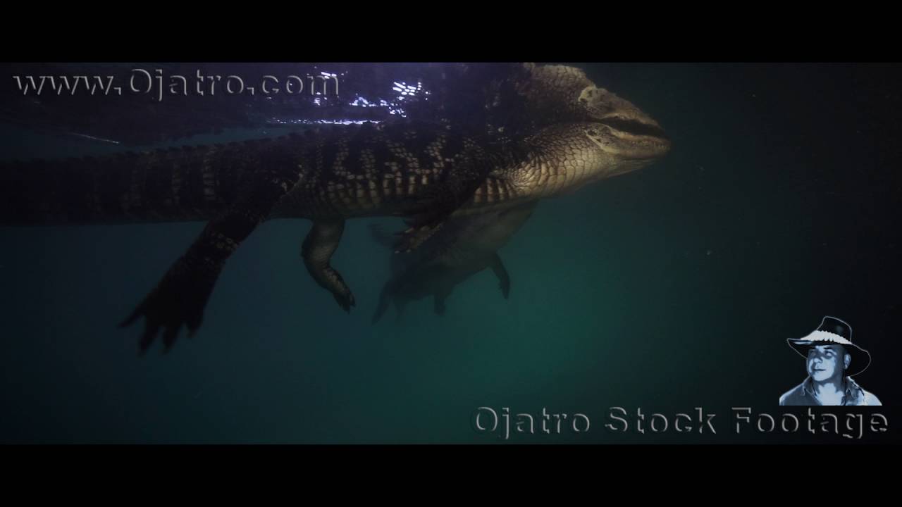 Alligator Reproduction 0102 Time Lapse - YouTube