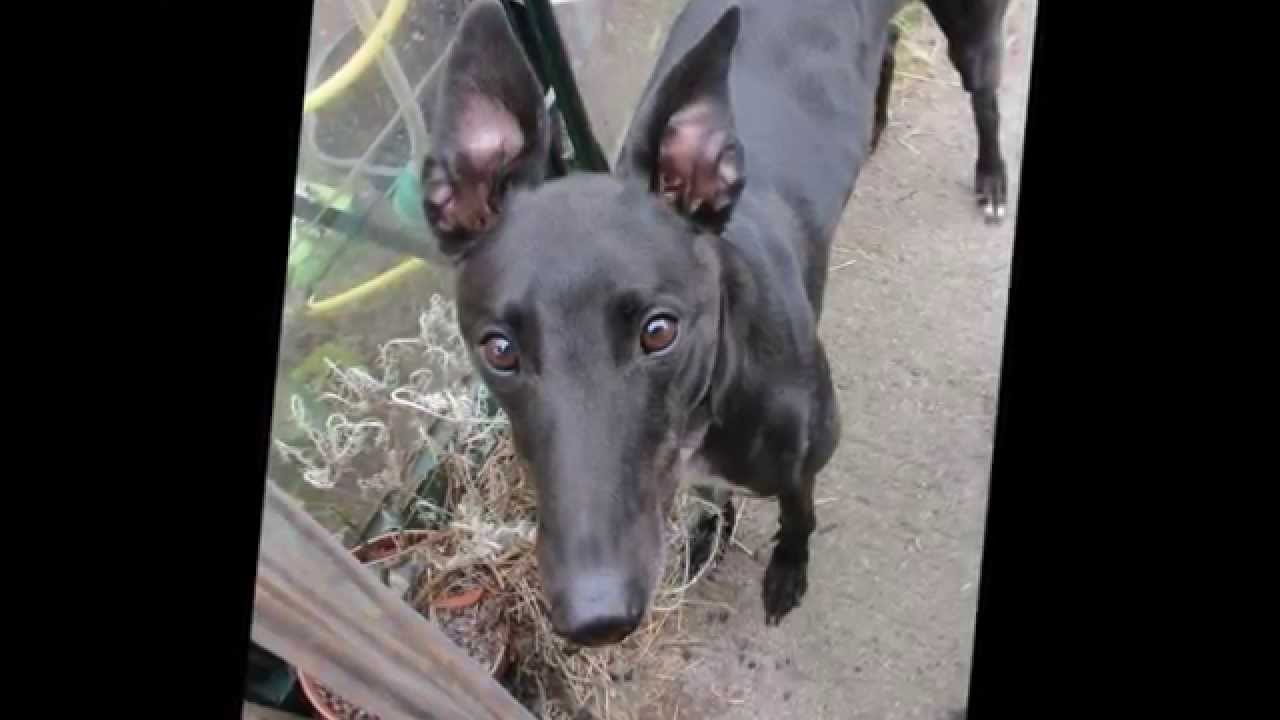 The adventures of Jack the greyhound - YouTube