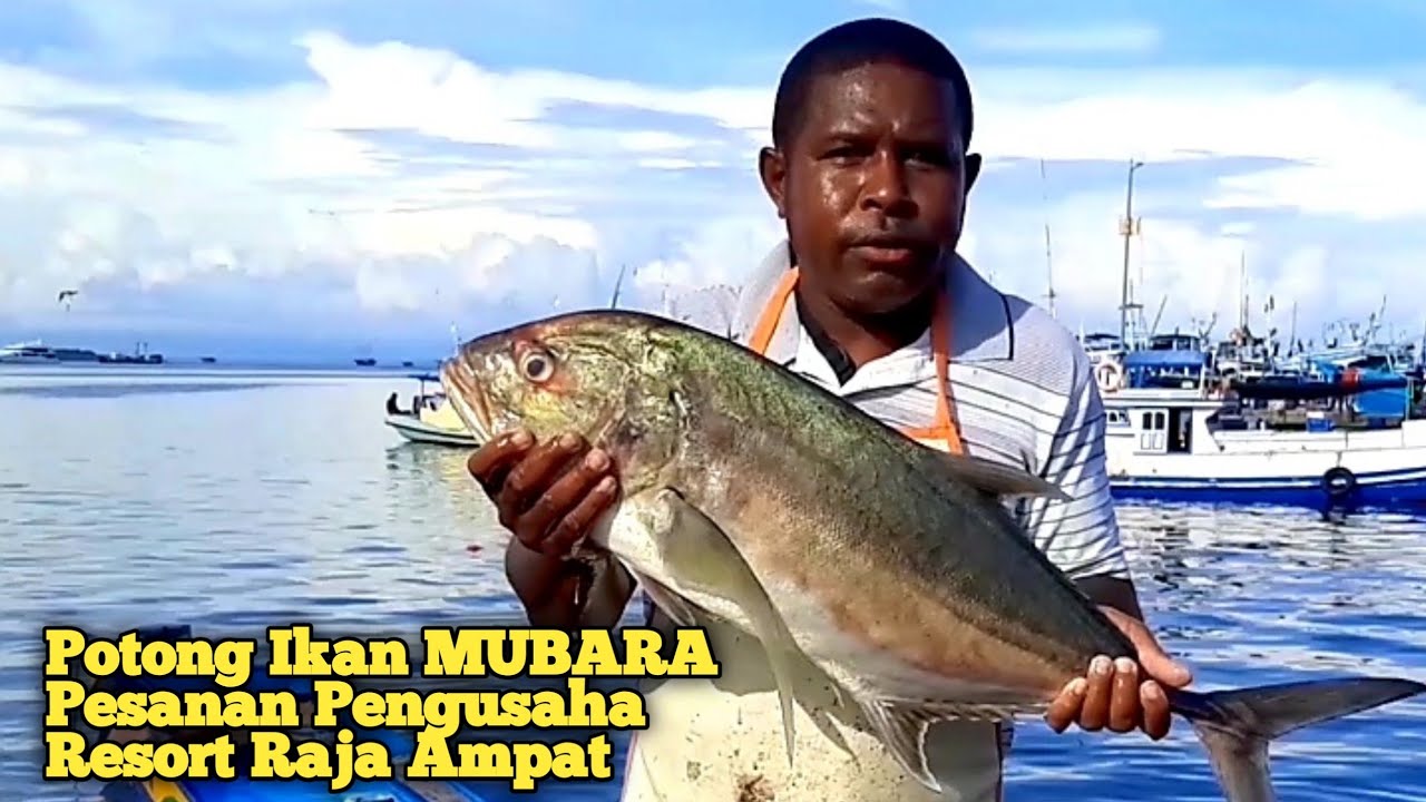 Potong Ikan Mubara Pesanan Pengusaha Resort Raja Ampat - YouTube