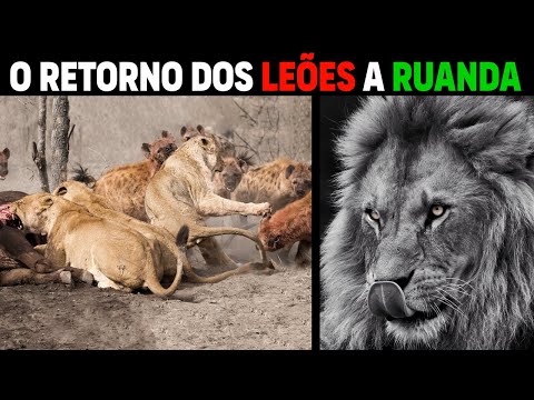 León - MANADA DE LEONES DE RUANDA (7 LEONES PIONEROS)
