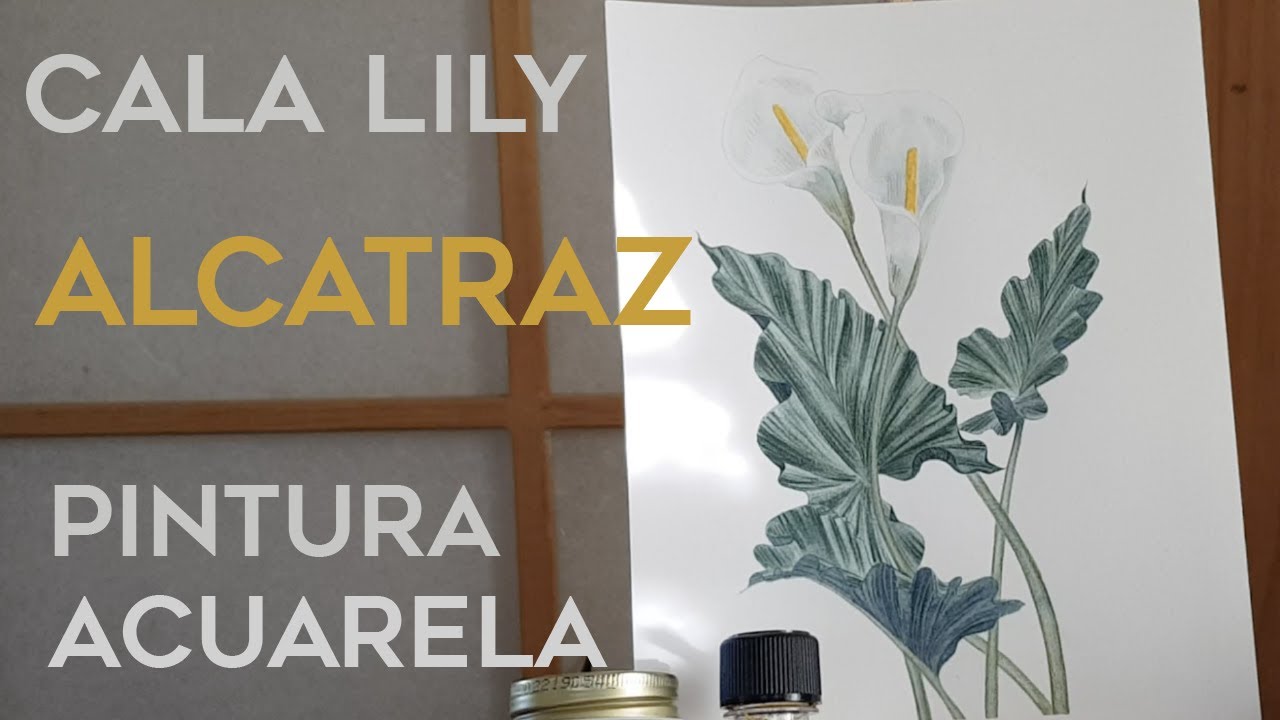 Acuarela de Alcatraz o Calla lily - pintura - YouTube