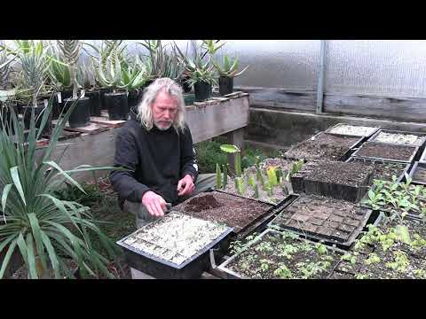 How To Plant Pre Germinated Seeds