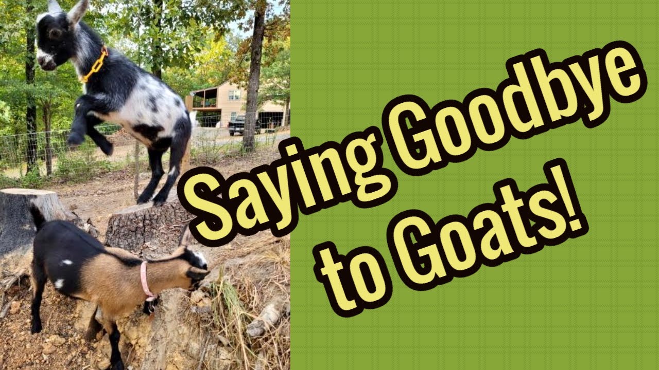 Saying Goodbye to Goats - YouTube