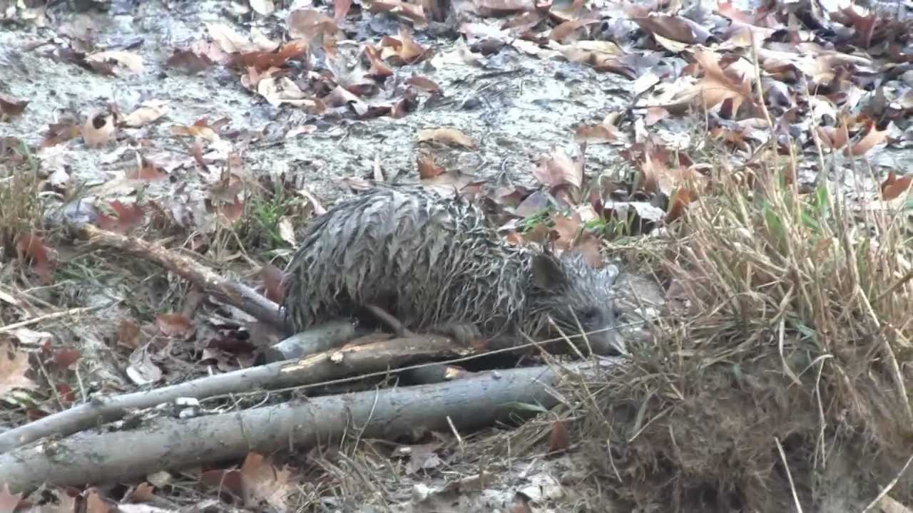 Missouri raccoon trapping with dog proof traps - YouTube