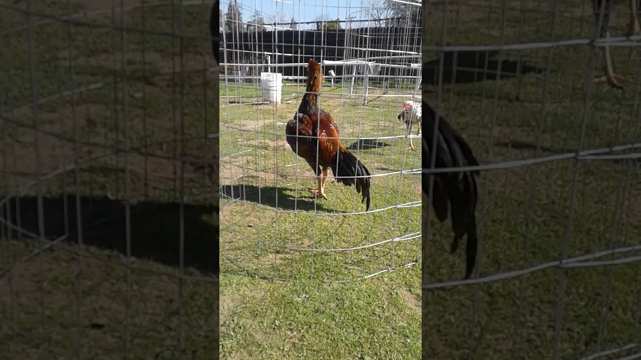 Qaib thai Blue line super lock - YouTube