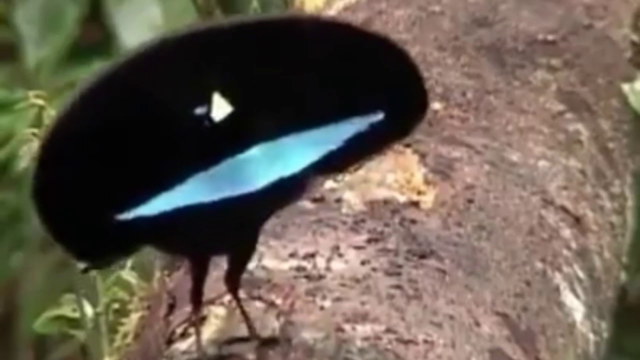 The most rare bird - YouTube