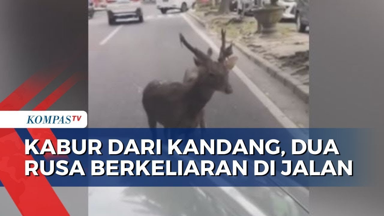Dua Rusa Berkeliaran di Jalan Brigjen Katamso Medan Usai Kabur dari ...