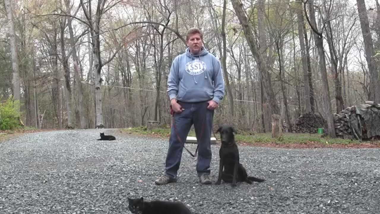 Lewis Black Labrador Retriever Puppy Training - YouTube