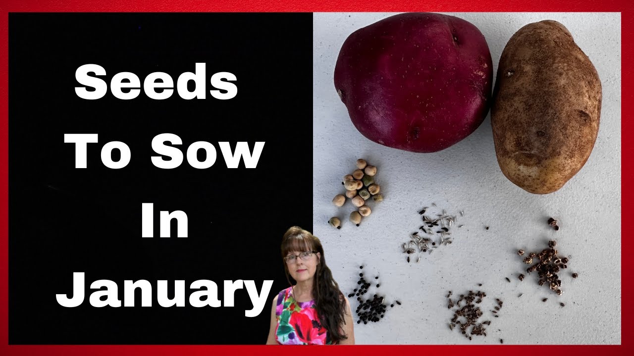 Easy to Grow | 5 Seeds and 1 Tuber to Sow In January | Sow and Grow ...