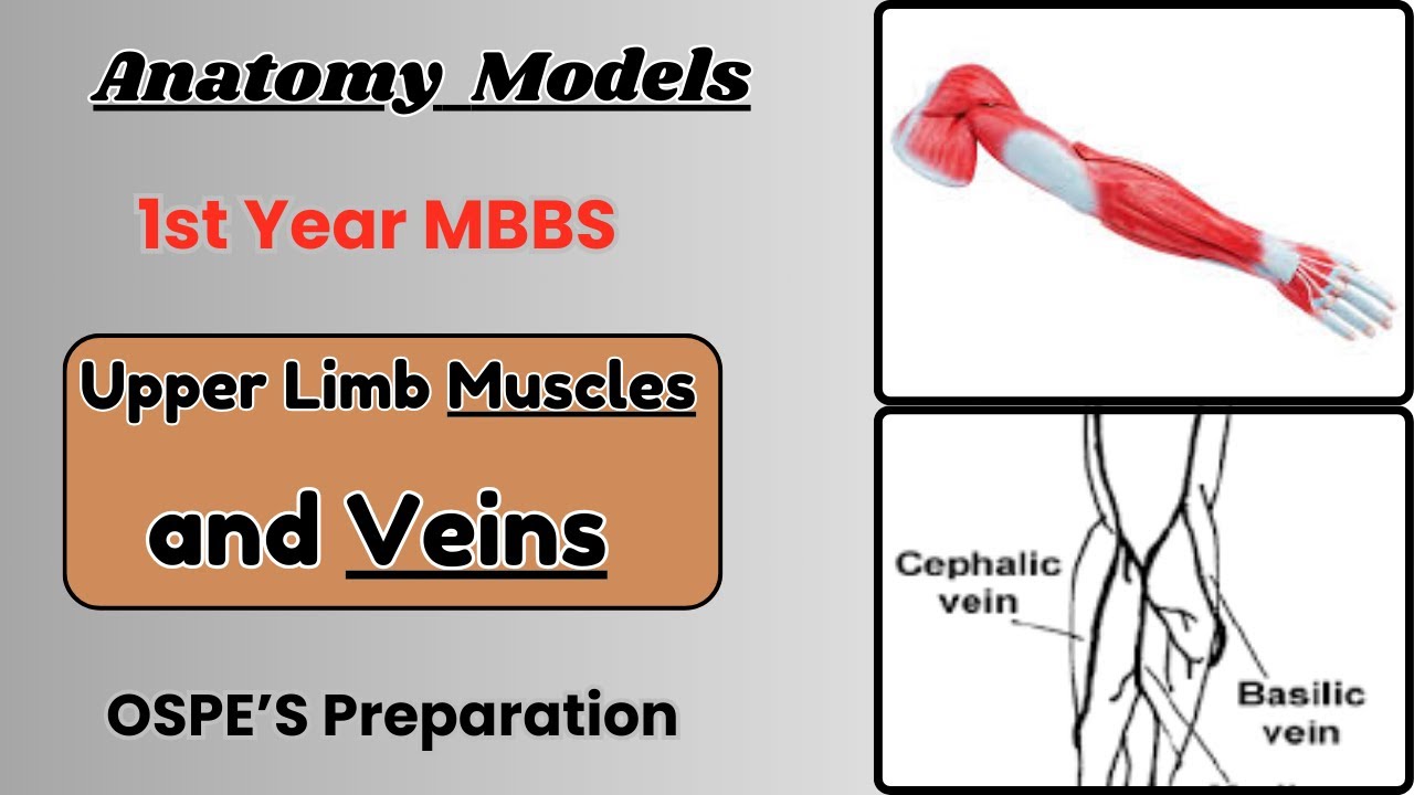Upper Limb Muscles and Veins | Ospe Preparation | Dr. KS Academy - YouTube