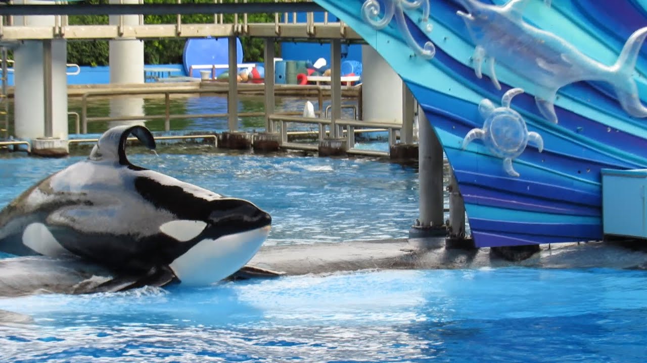 Hunting Segment - Orca Encounter 12/31/19 (1) - YouTube