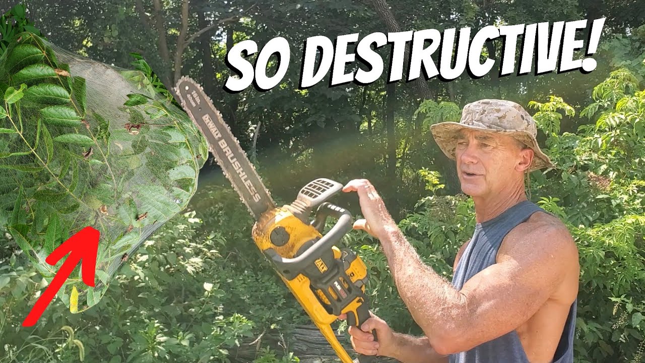 BAG WORM CONTROL! Eliminating Bag Worms The Easy Way! - YouTube