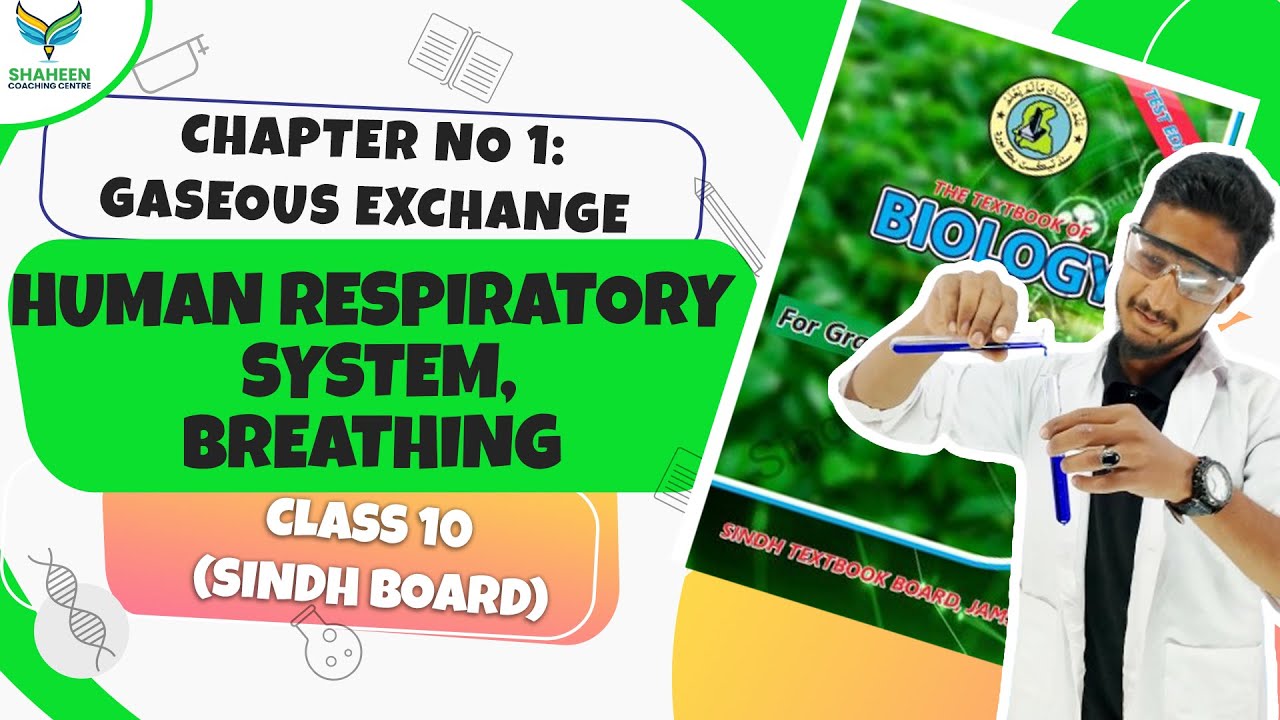 Human Respiratory system,Breathing|10th Class Biology|Ch 01(Gaseous ...