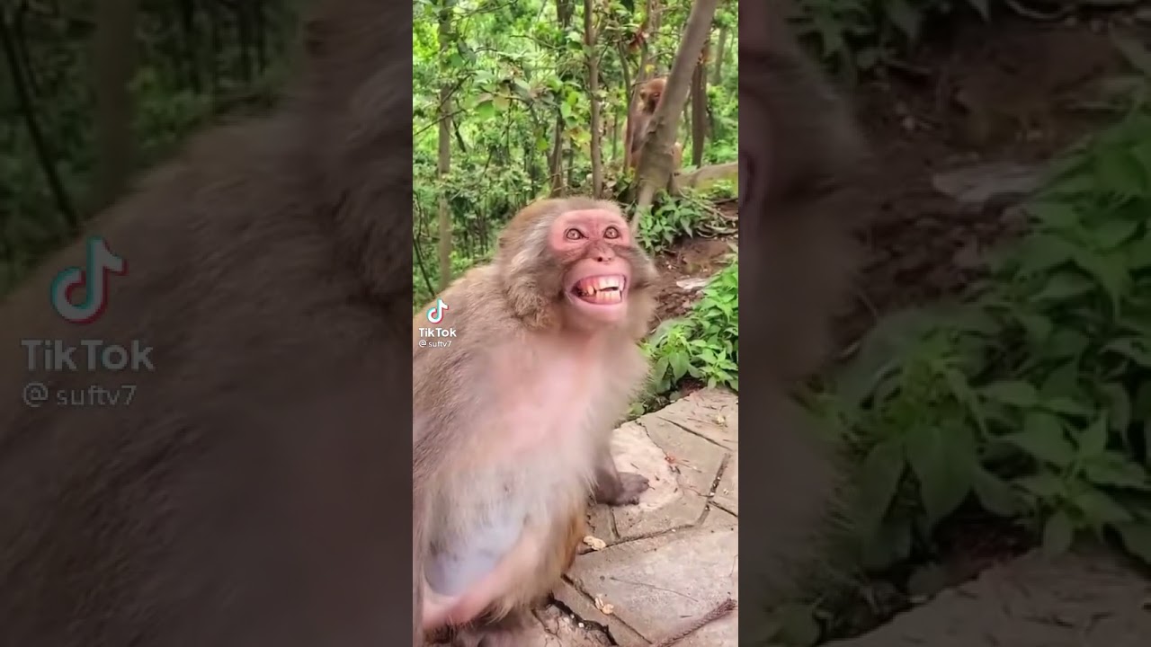 monkey smiling ,mdrojaijane, monkey laughing, monkey funny smile monky ...