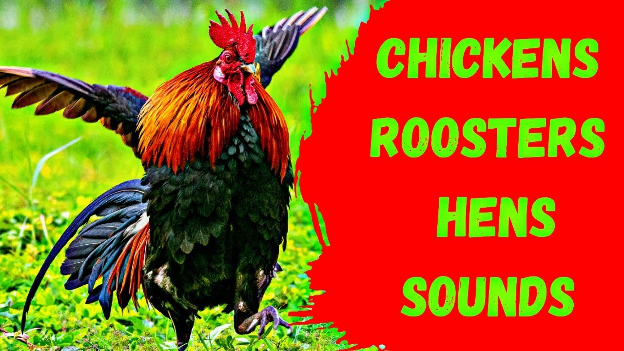 Enchantment of the sound of laughing chickens, crowing, roosters, hens ...