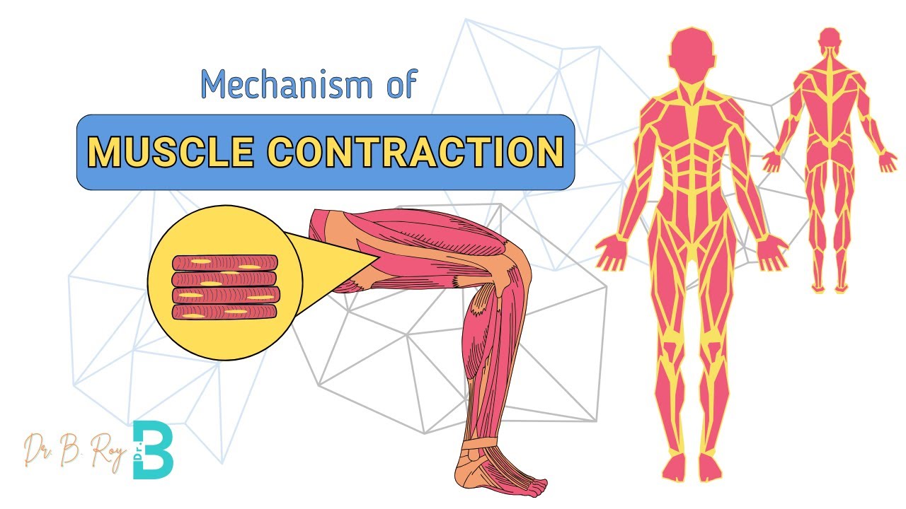 Muscle Contraction - YouTube