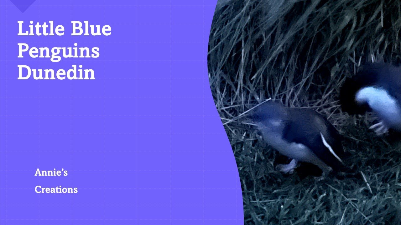 Little Blue Penguins Dunedin - YouTube