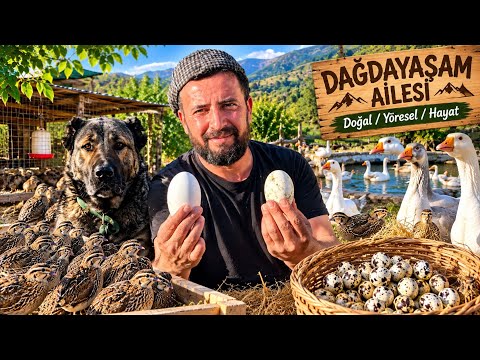 BU YUMURTA KİMİN !!! Vahşi Köpek Bıldırcınların Hepsini Yemiş / Çeşme Yapımında Sona Yaklaştık