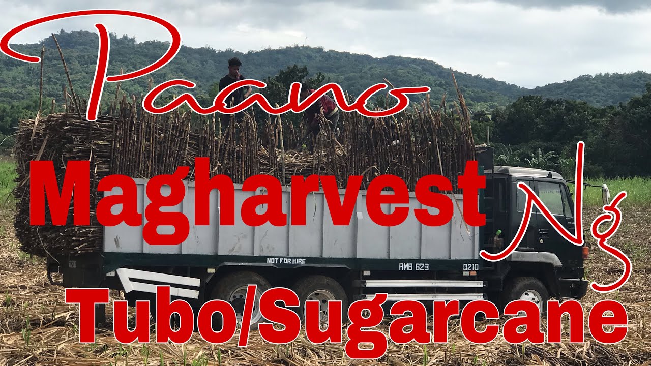 Paano magharvest ng tubo/sugarcane - YouTube