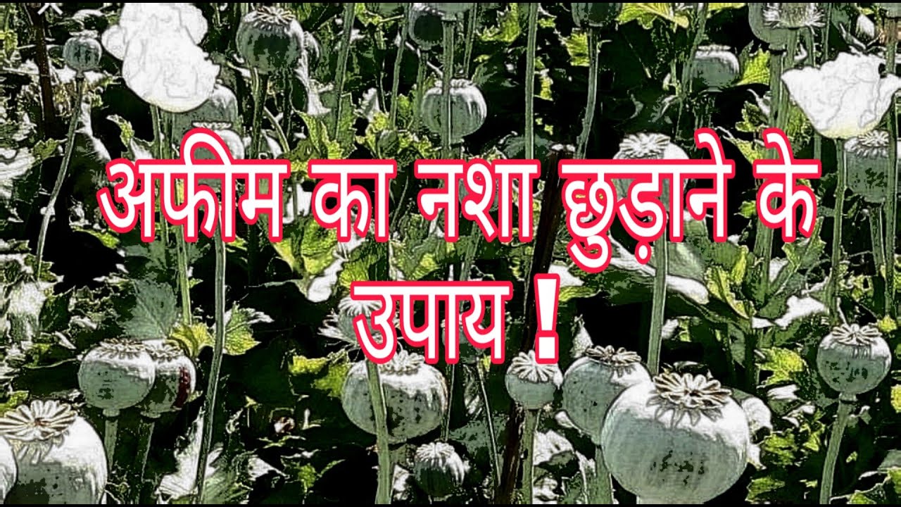Afim Ka Nasha Chhodane Ke Upay By Ayurved Granth Youtube