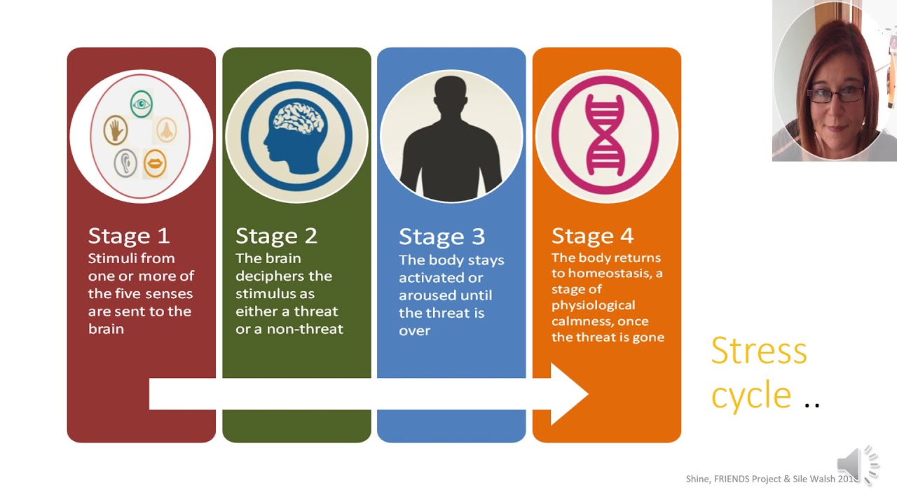 Part 2 Stress Management: Responding and Reacting, the Stress Cycle and ...