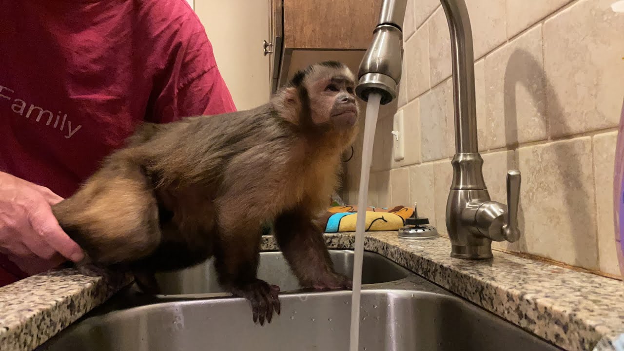 Monkey Bath Time Training! LIVE! - YouTube