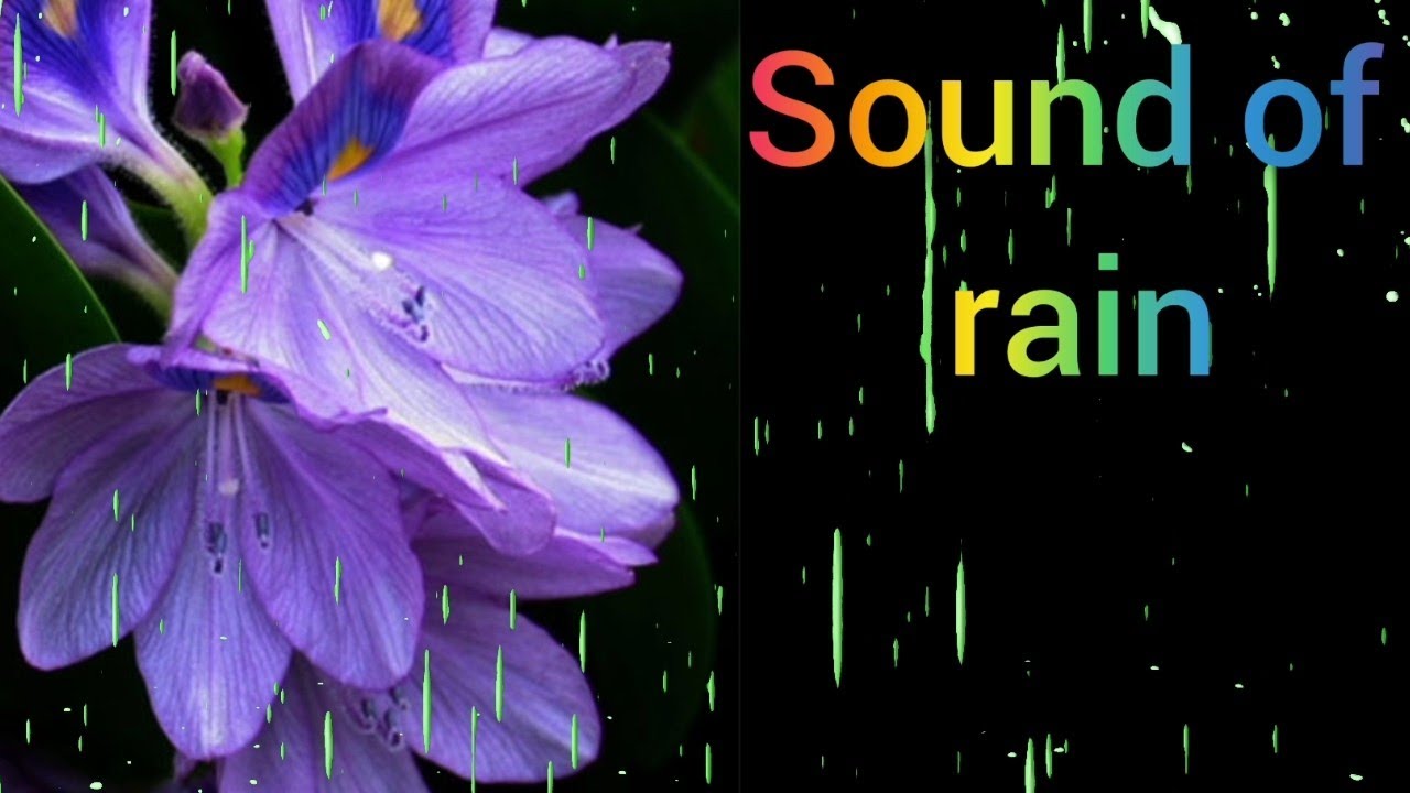 White Noise Rain Sounds Help You Sleep Well Youtube