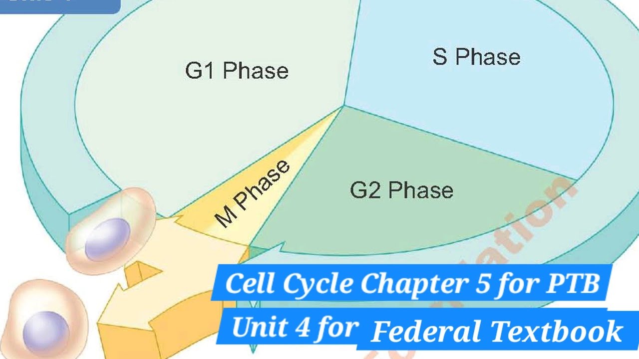 Cell cycle (Part-1), interphase G1, G S & G2 phase|Ch-5 (Ch-4 national ...