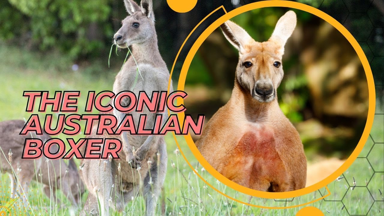 Kangaroo Hidden Facts | Unveiling the Marvels of Australia's Iconic ...