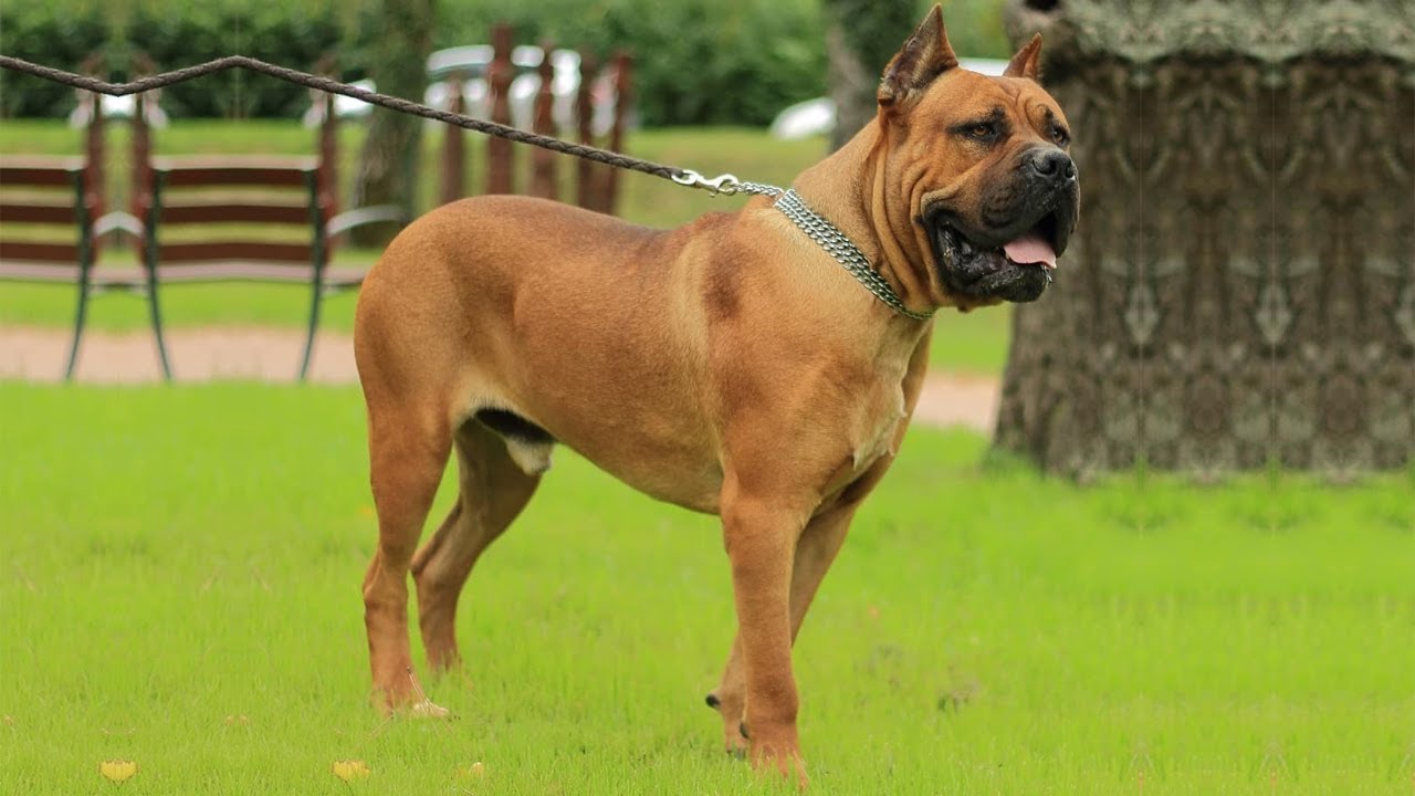 Best of Bandogge | The Super Power American Bandogge - YouTube