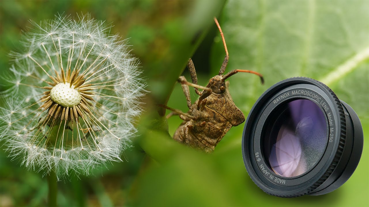 Makrofotografie mit Nahlinse - Raynox DCR-250 Review Deutsch - YouTube