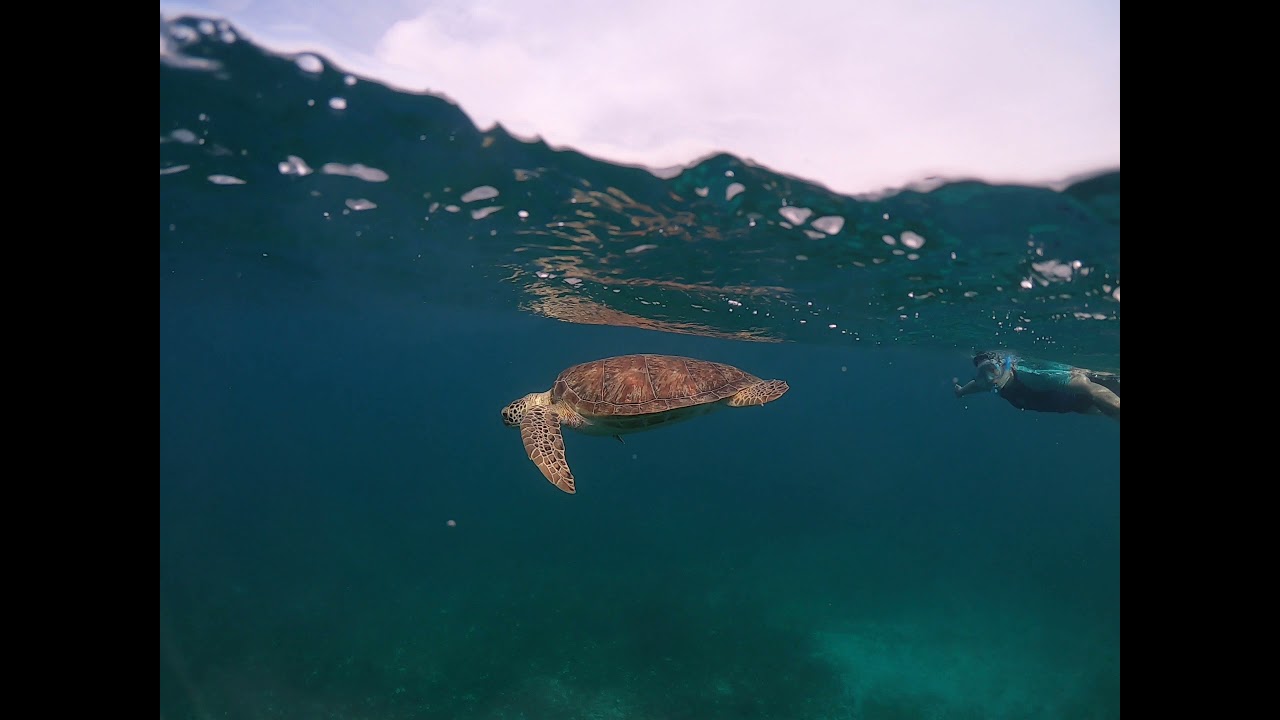 Tres Trapi hangin' with a turtle 1 - YouTube