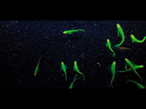 Graceful Aquatic Fairies: Fish Dancing with Enchantment #fishtank # ...