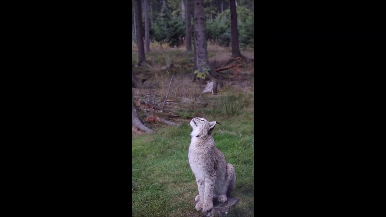 Lynx jumping for its prey - YouTube