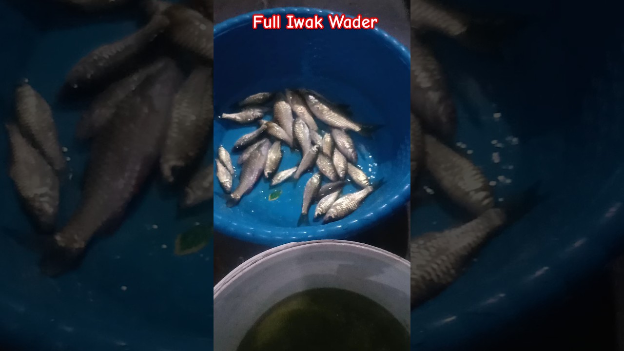 Full Panen #iwak #wader #mancing #fishing #fish #laut #sea #shortvideo ...